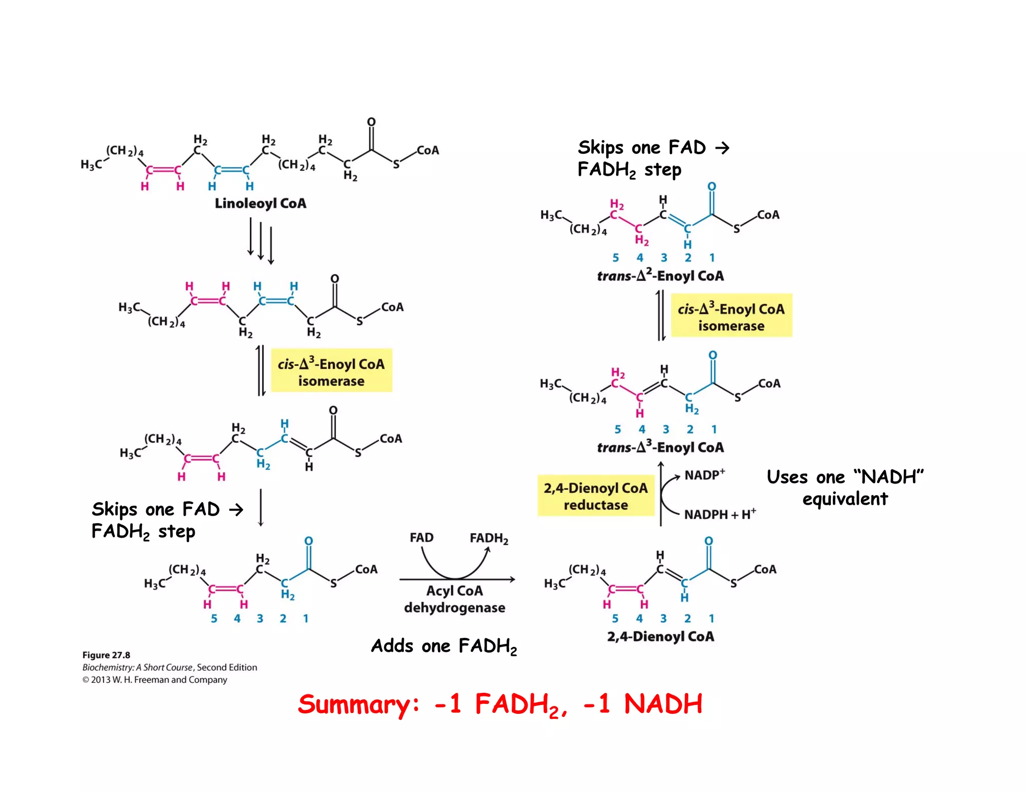 Fatty acid degradation | PDF