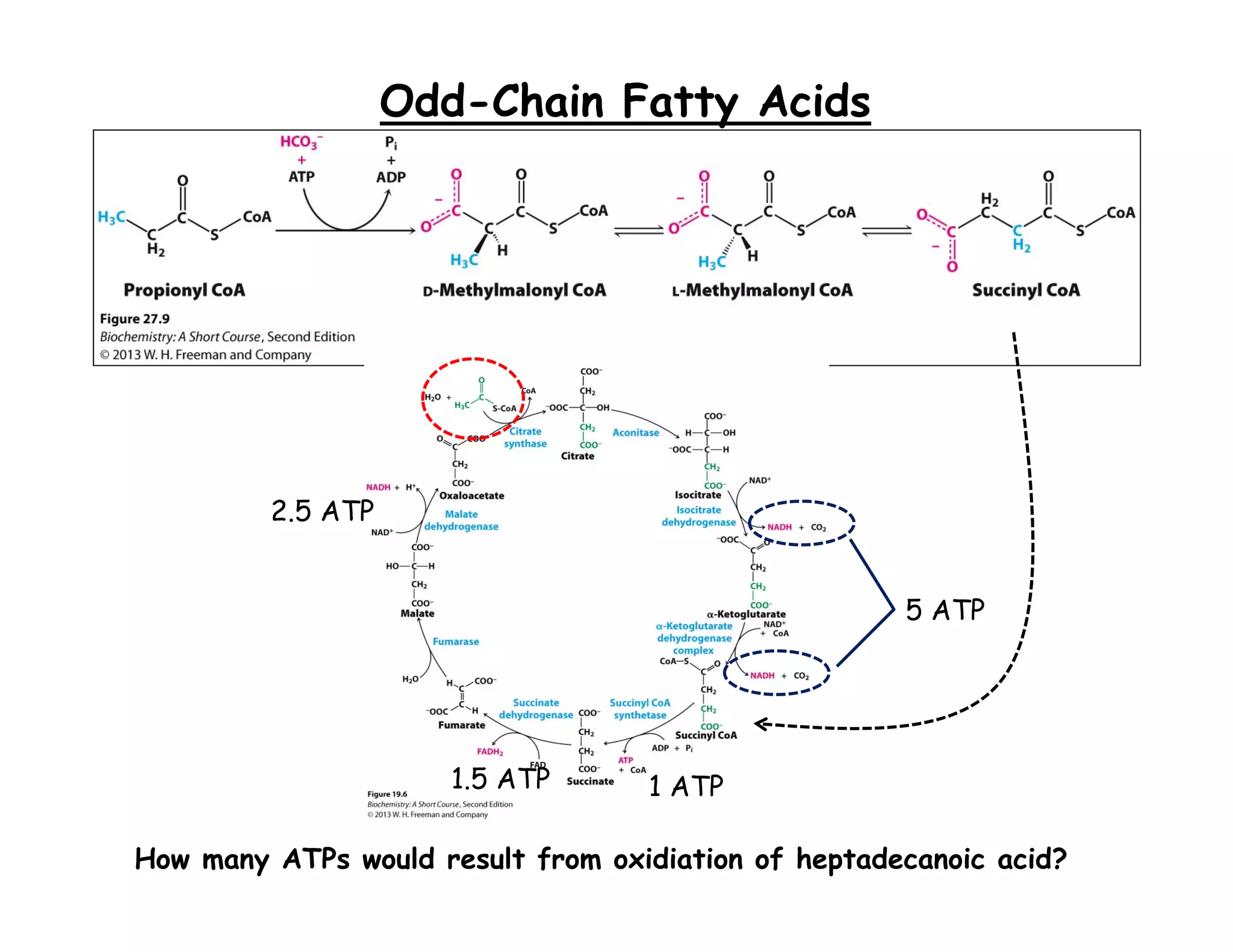 Fatty acid degradation | PDF