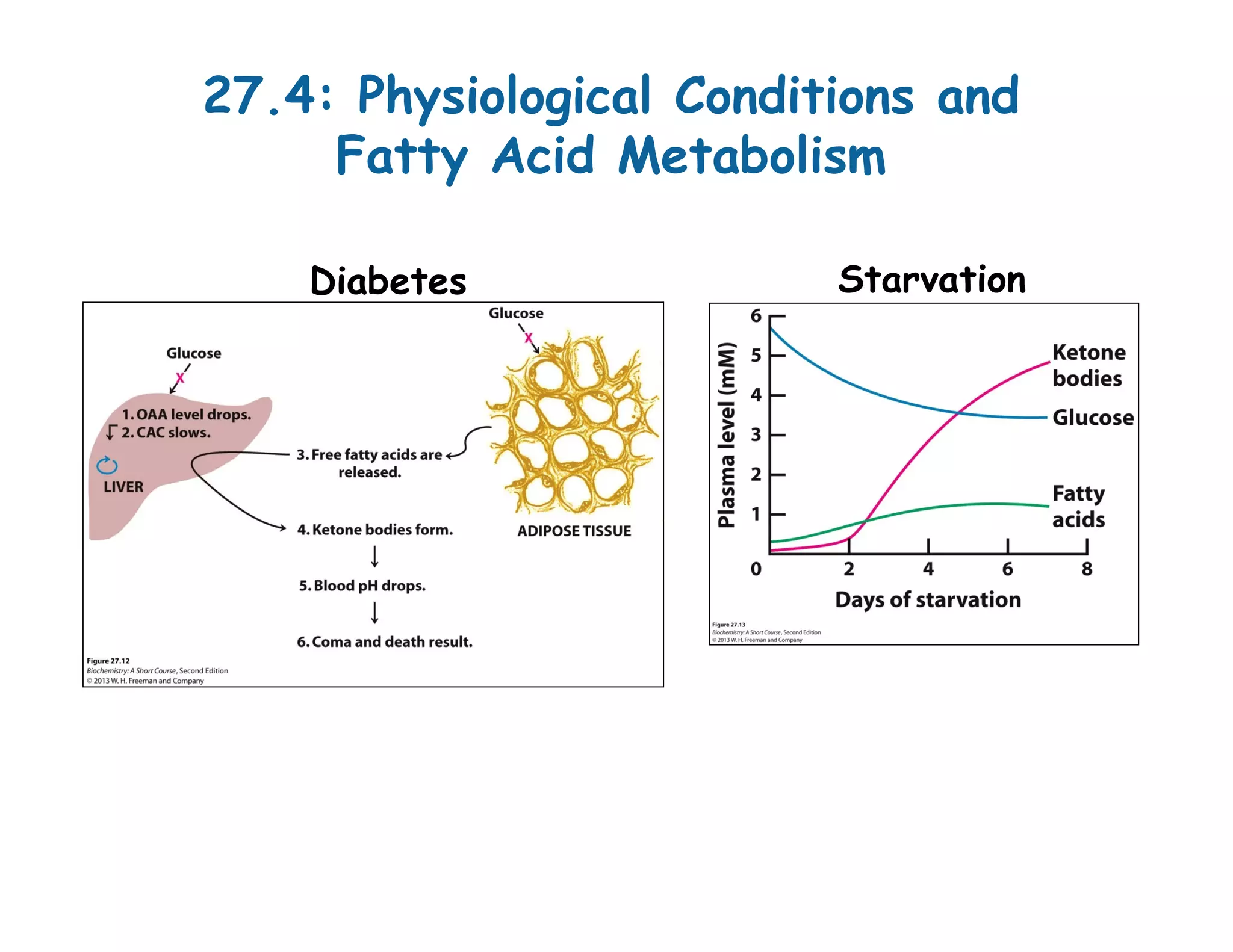 Fatty acid degradation | PDF