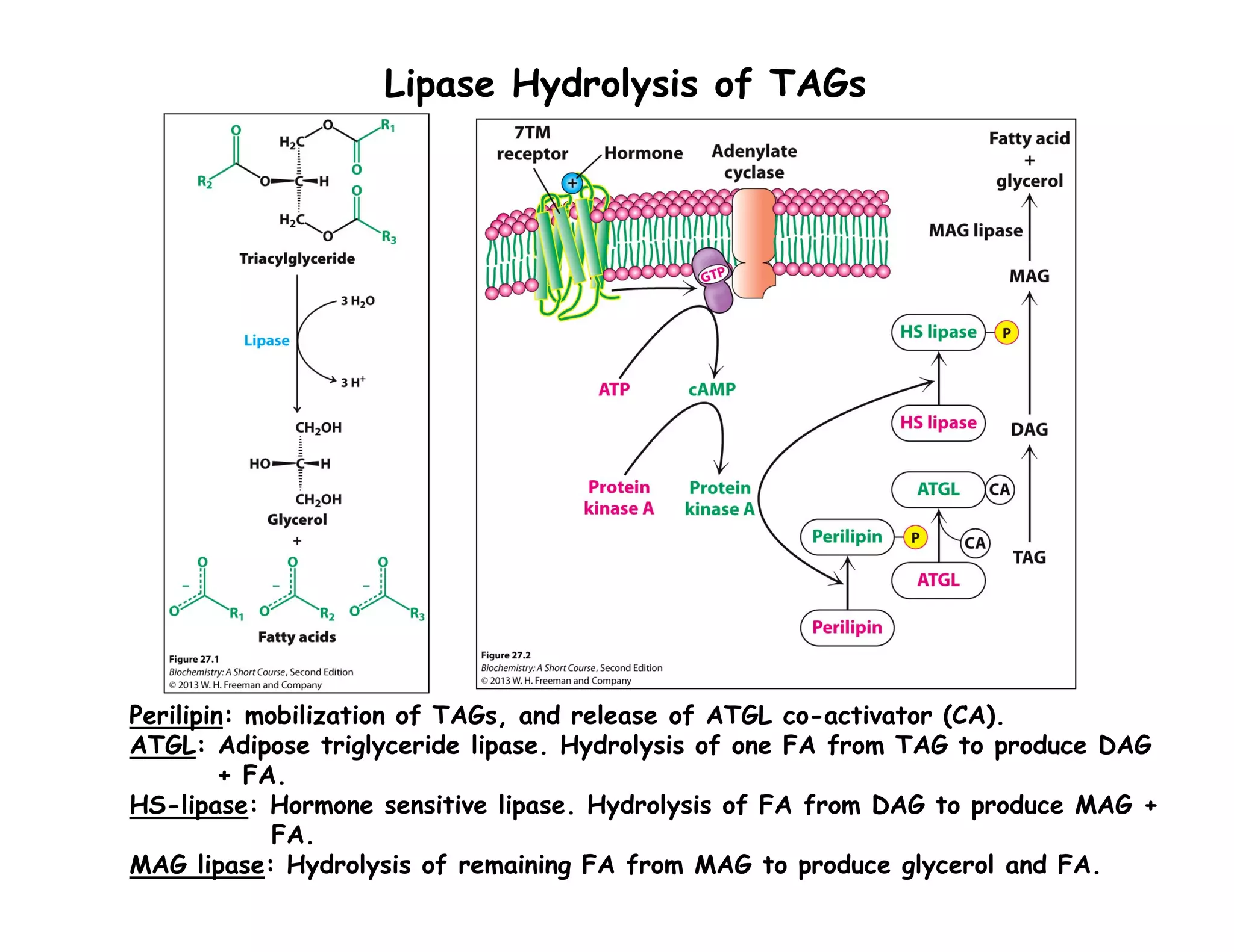 Fatty acid degradation | PDF