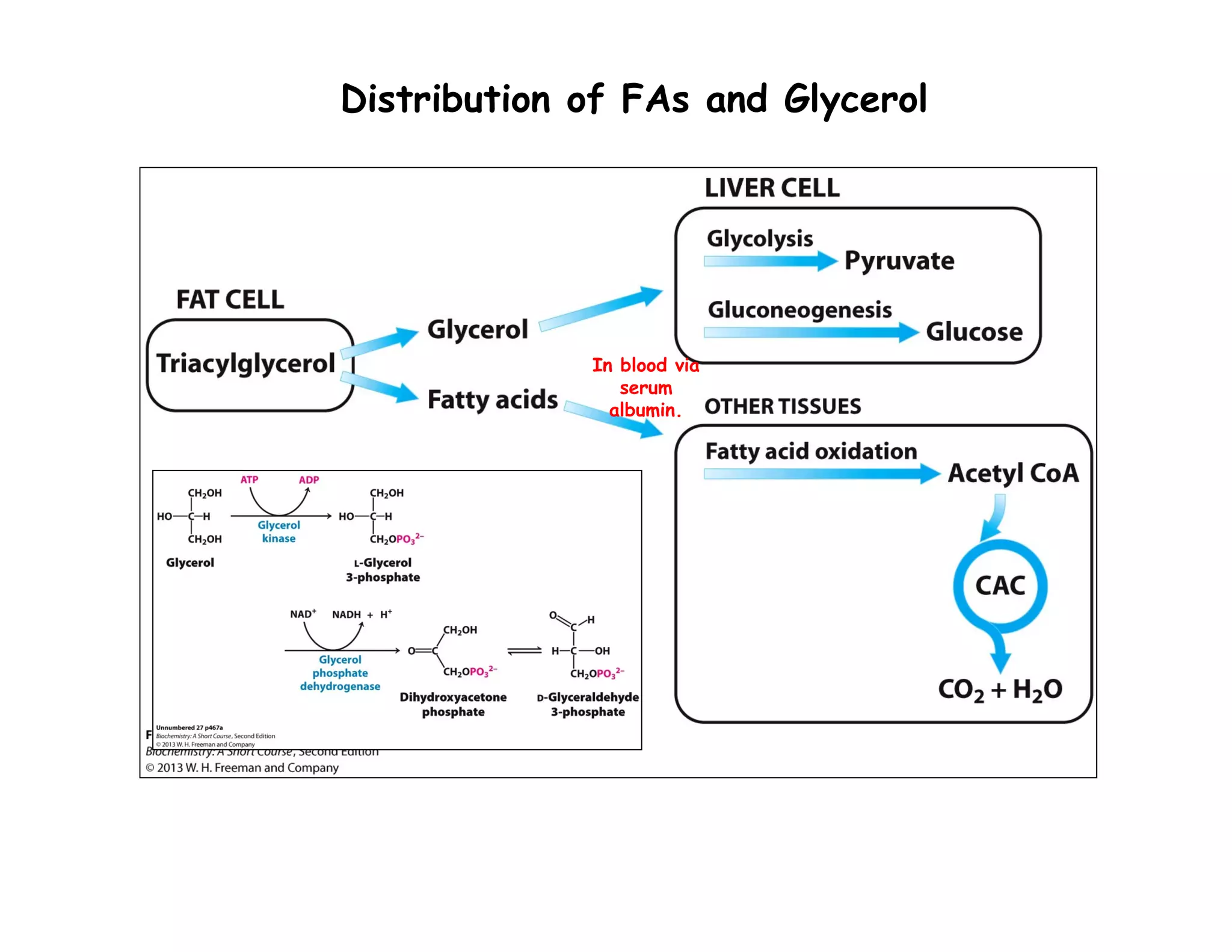 Fatty acid degradation | PDF