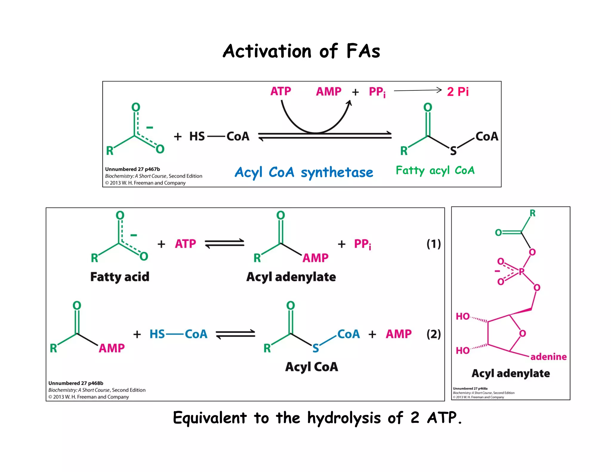Fatty acid degradation | PDF