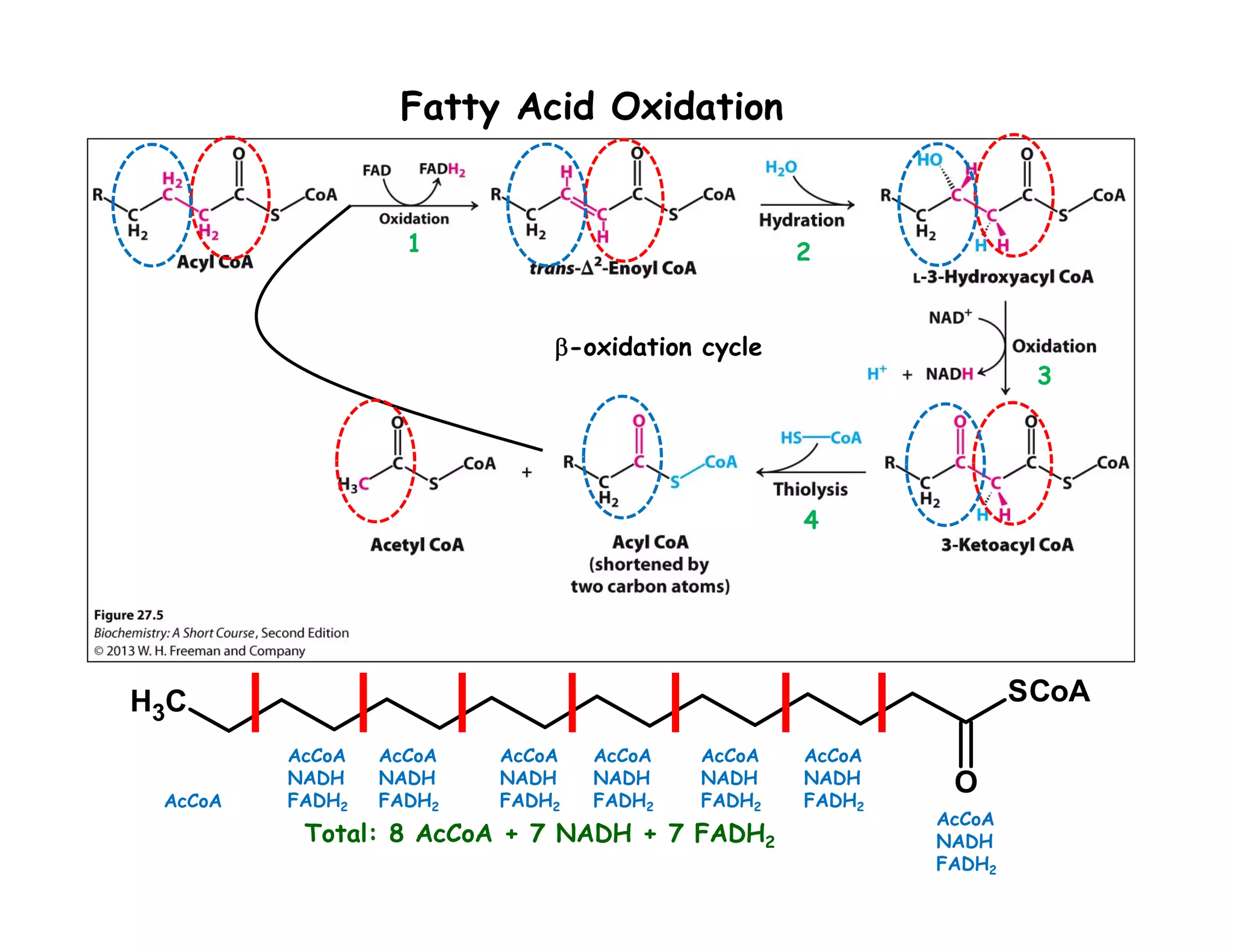 Fatty acid degradation | PDF