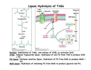 Fatty acid degradation | PDF