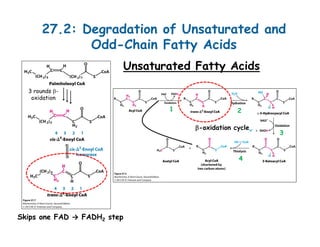 Fatty acid degradation | PDF