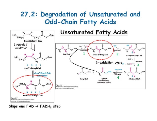 Fatty acid degradation | PDF