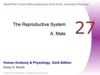 Chap 27 - The Reproductive Systems of male and female and it's uses and ...