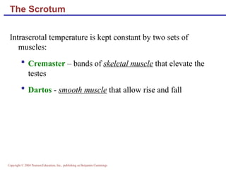 Chap 27 - The Reproductive Systems of male and female and it's uses and ...