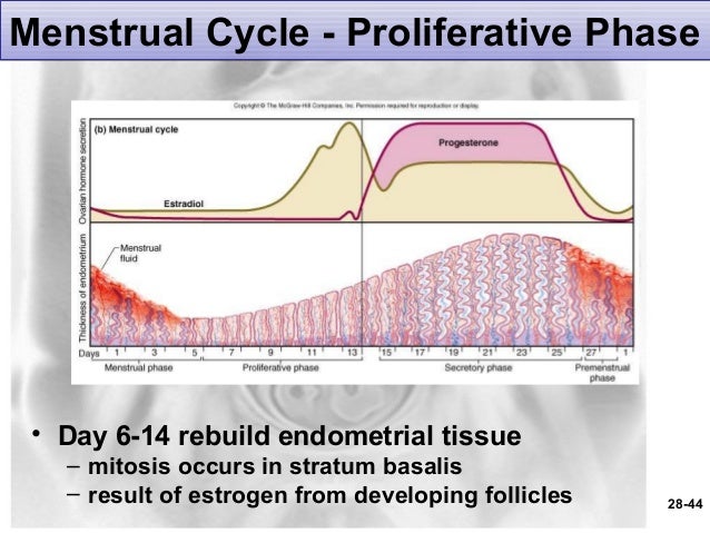 Proliferation Stage Of Menstrual Cycle