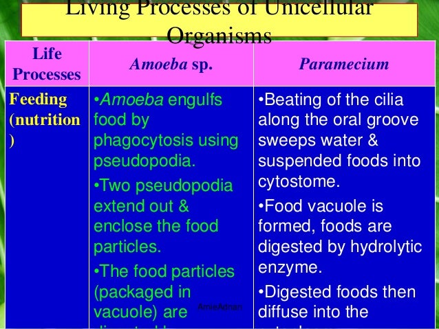 Chap 2 cell structure and cell organisation