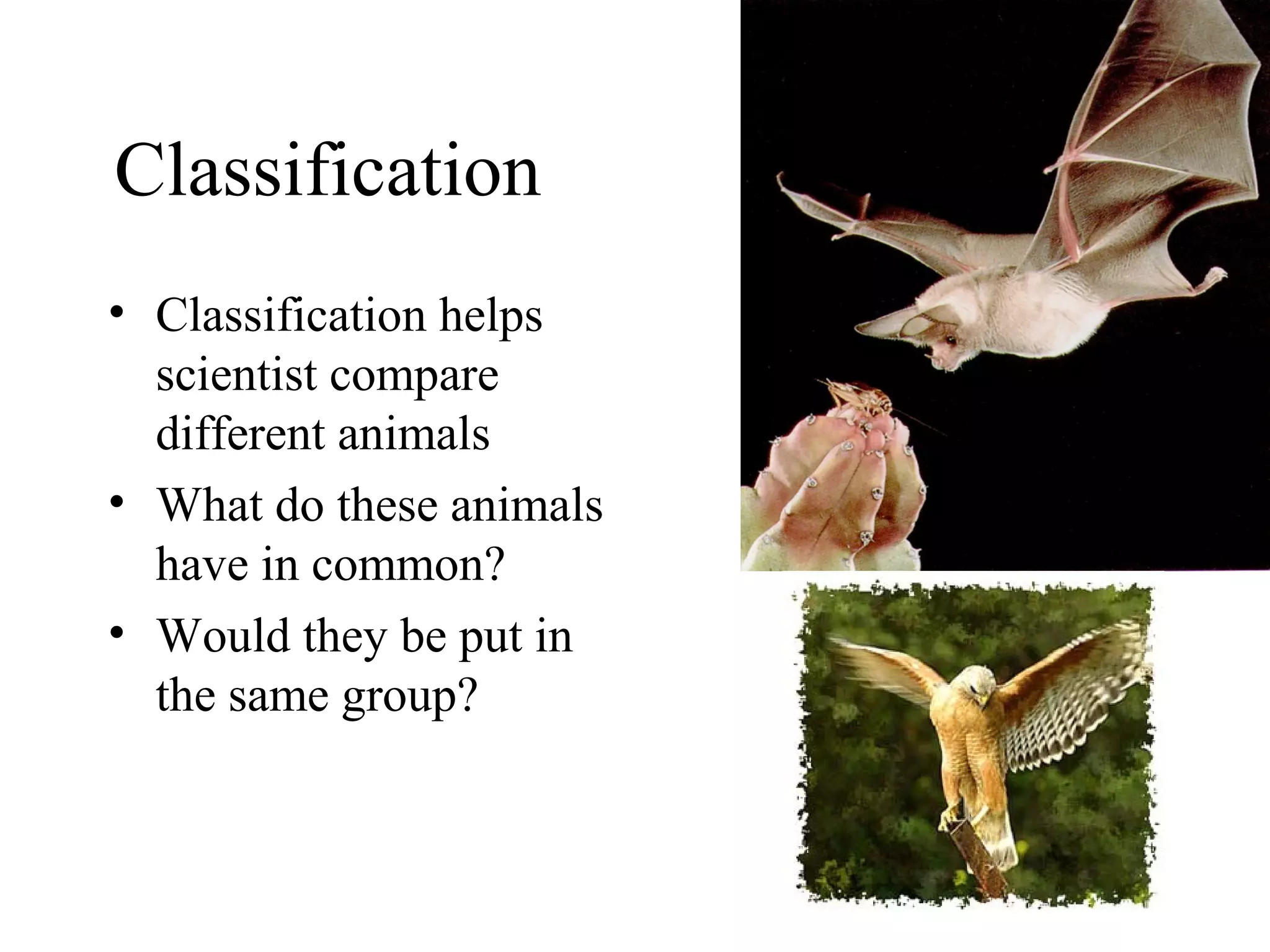 Chap2 classifying living things | PPT