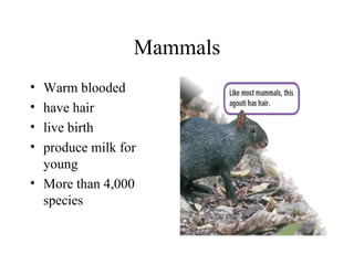 Chap2 classifying living things | PPT