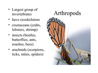 Chap2 classifying living things | PPT