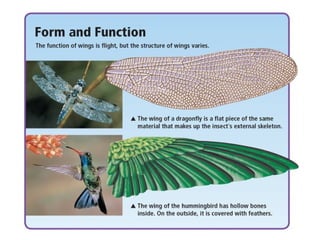 Chap2 classifying living things | PPT