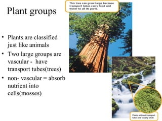 Chap2 classifying living things | PPT