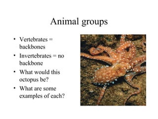 Chap2 classifying living things | PPT