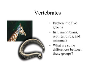 Chap2 classifying living things | PPT