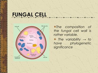 Fungal Cell Wall Diagram