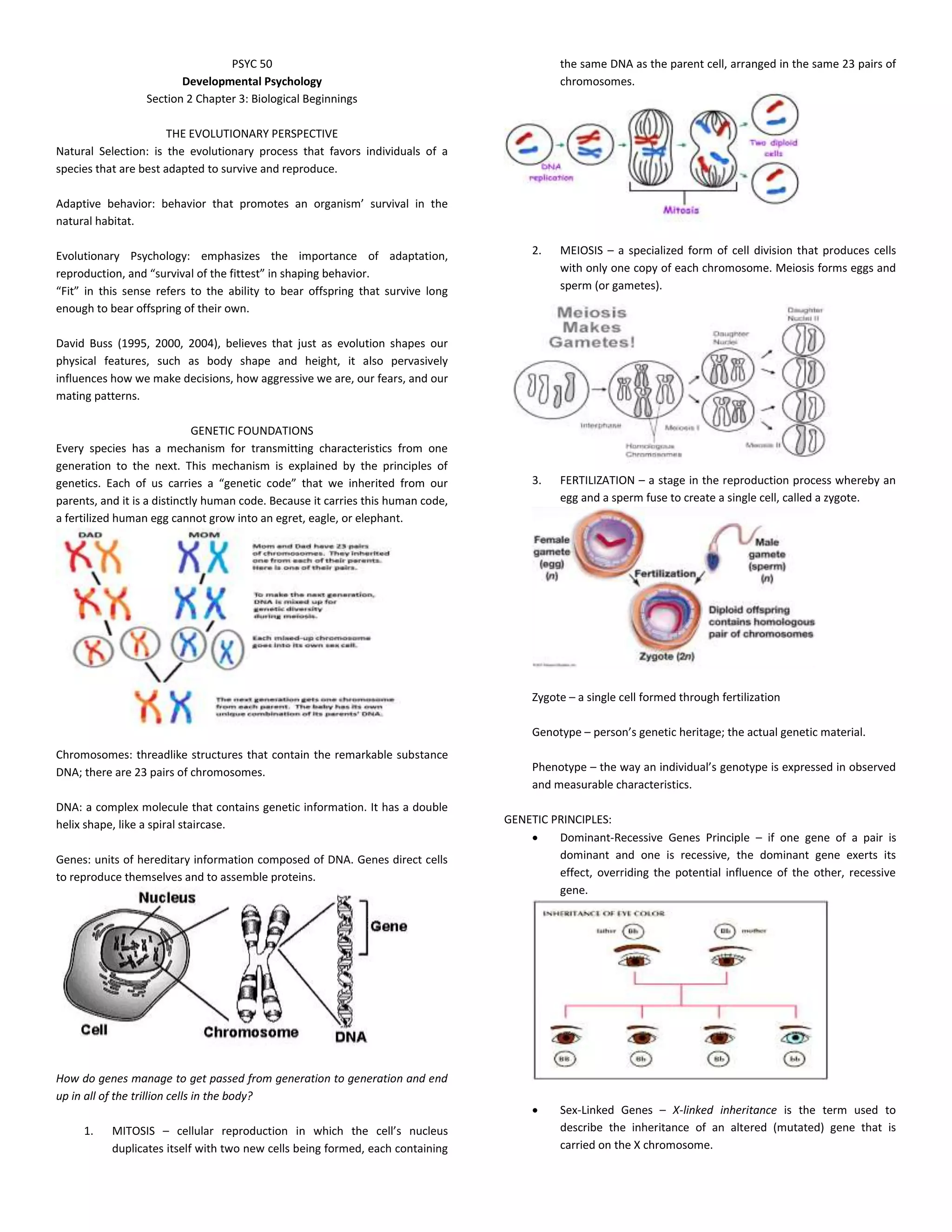 Chap3.biologicalbeginnings | DOCX | Brain and Nervous System Disorders | Diseases and Conditions