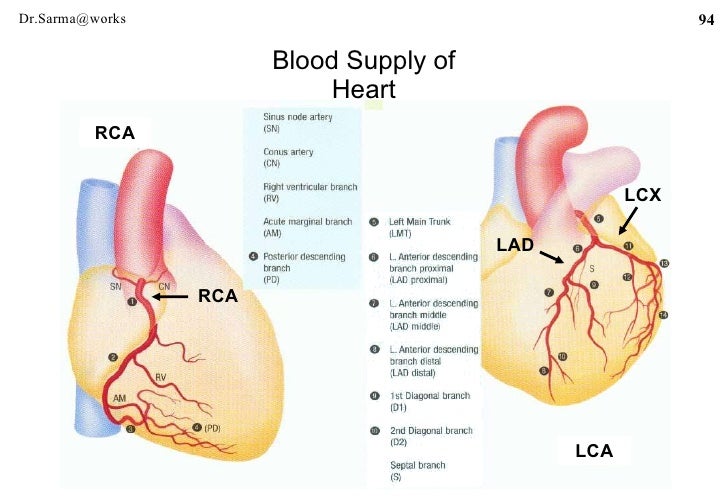 electrocardiogram