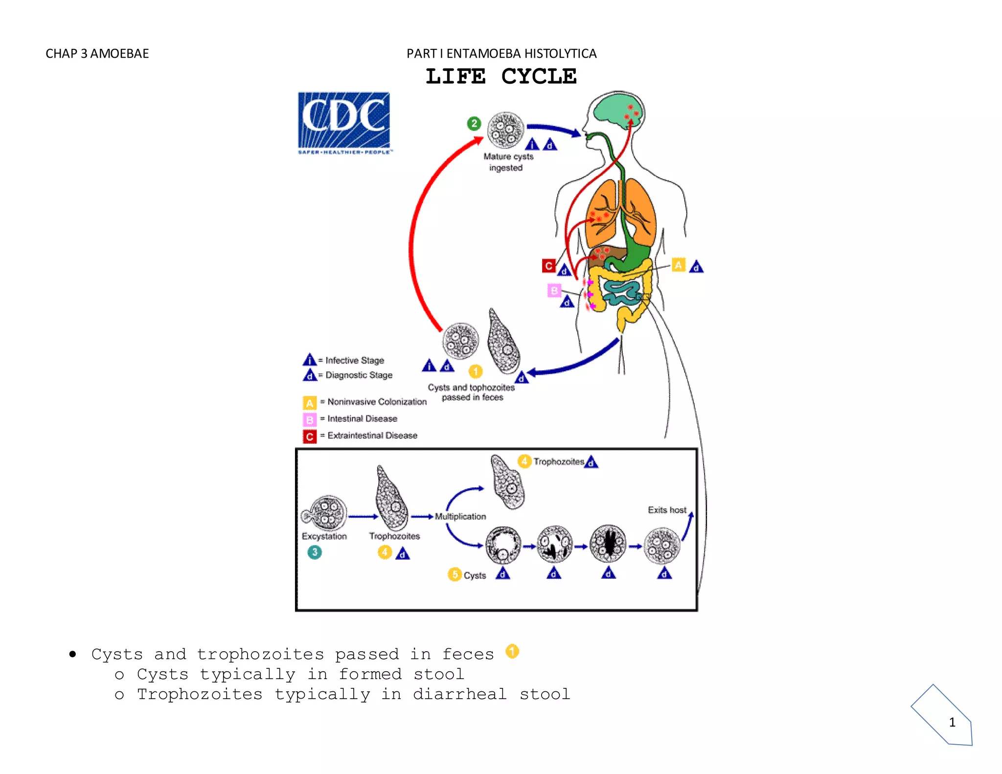 AMOEBAE ENTAMOEBA HISTOLYTICA | DOCX