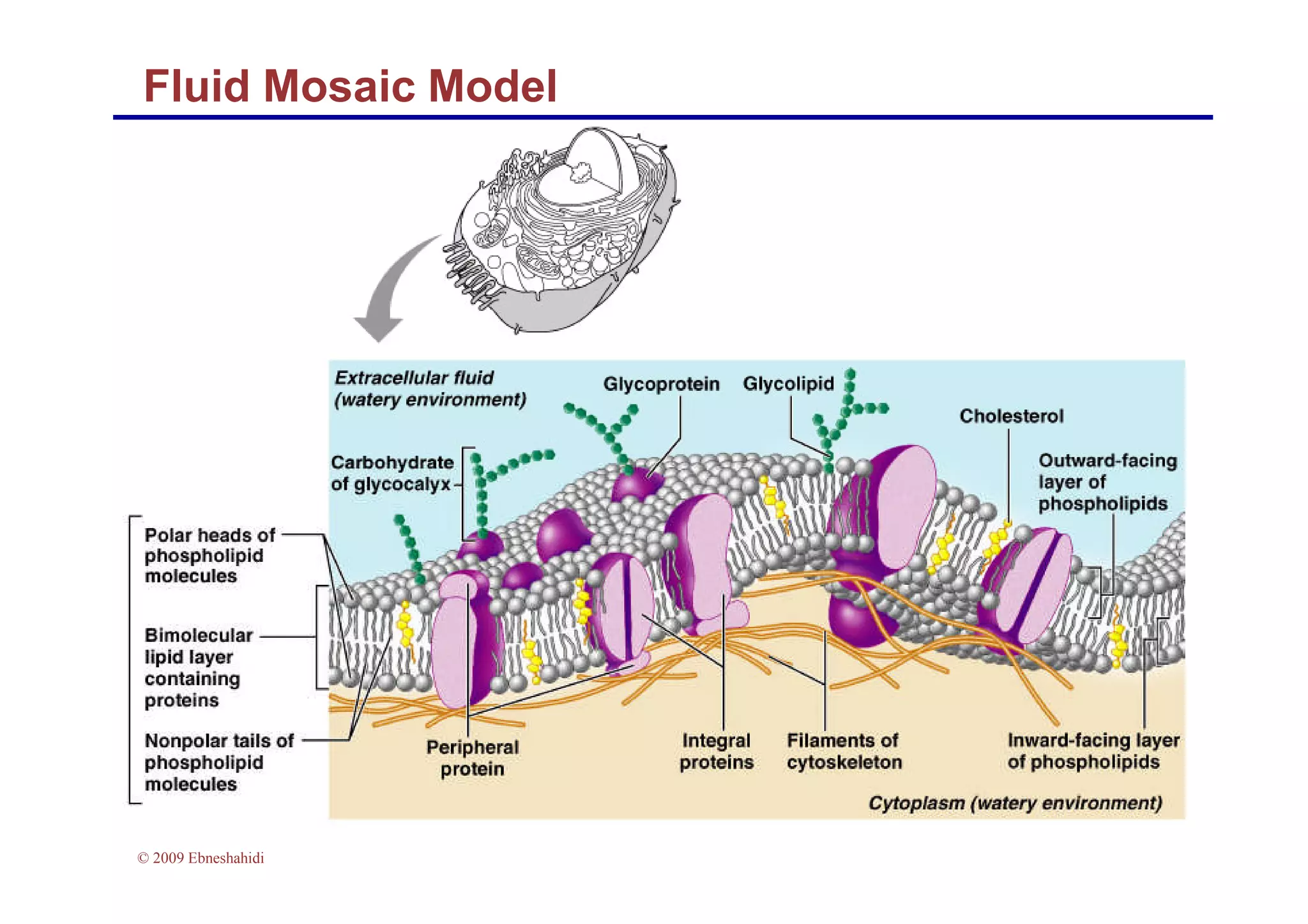 Chap 3 Cell Membrane.pdf
