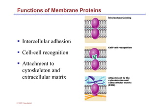Chap 3 Cell Membrane.pdf