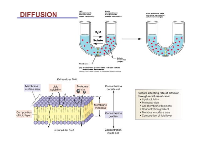 Chap 3 Cell Membrane.pdf