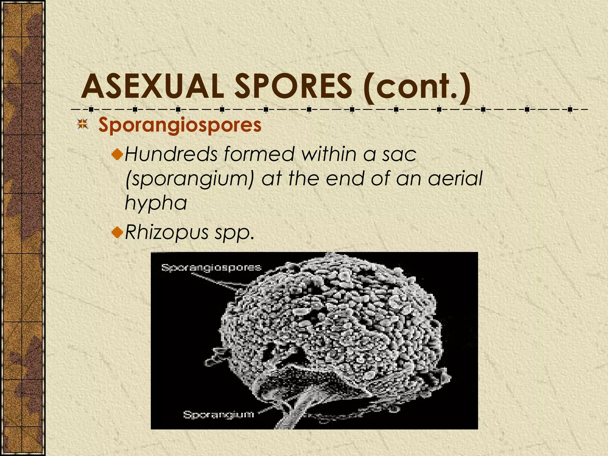 Chap 3 fungal reproduction | PPT