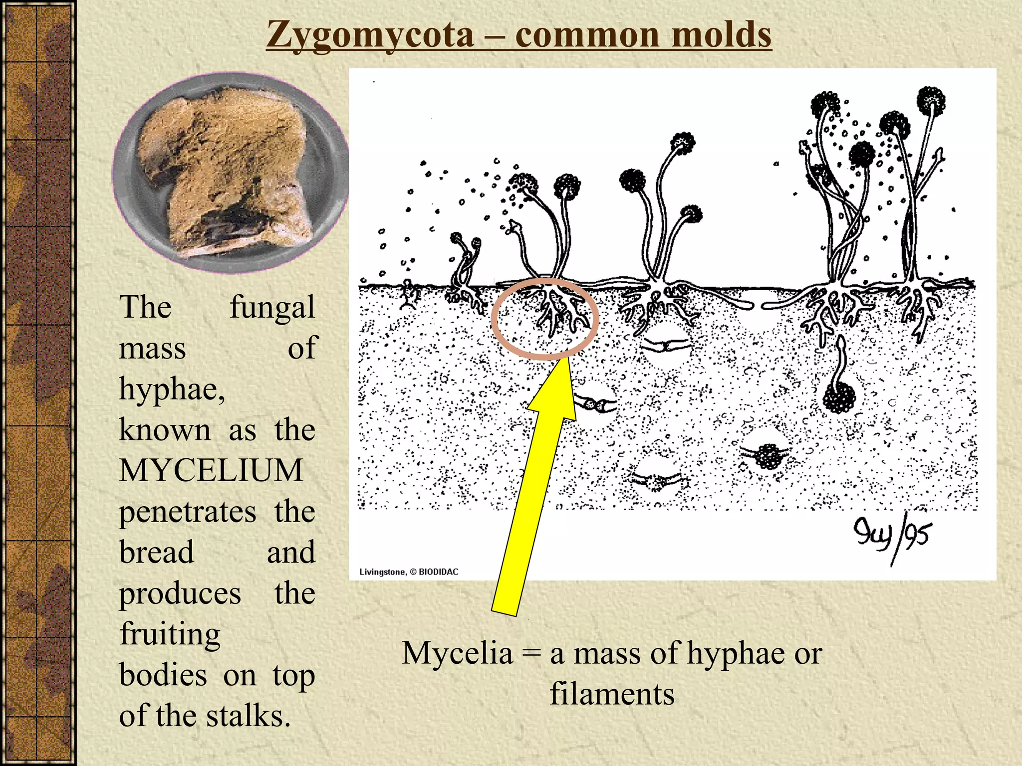 Chap 3 fungal reproduction | PPT