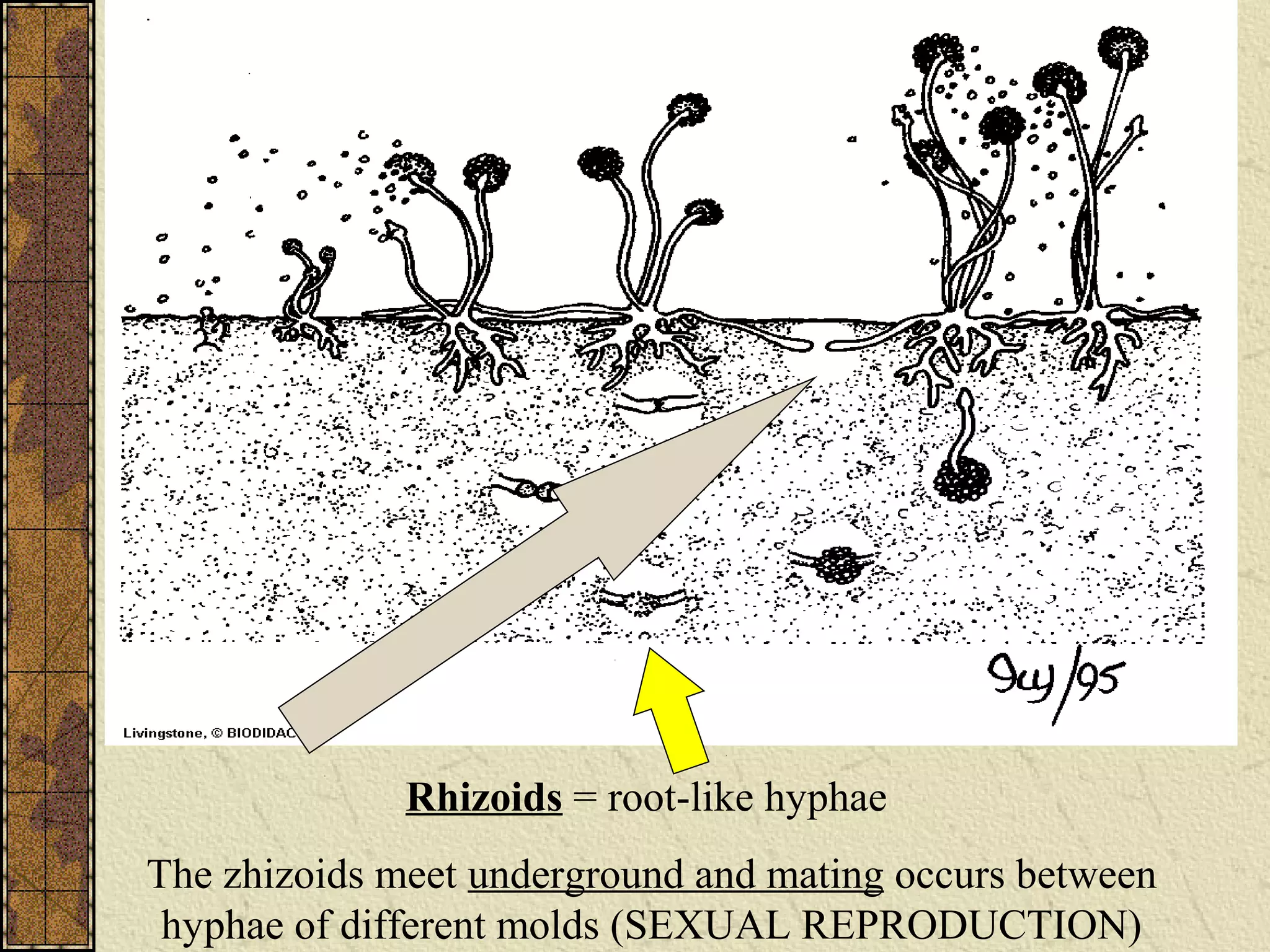 Chap 3 fungal reproduction | PPT