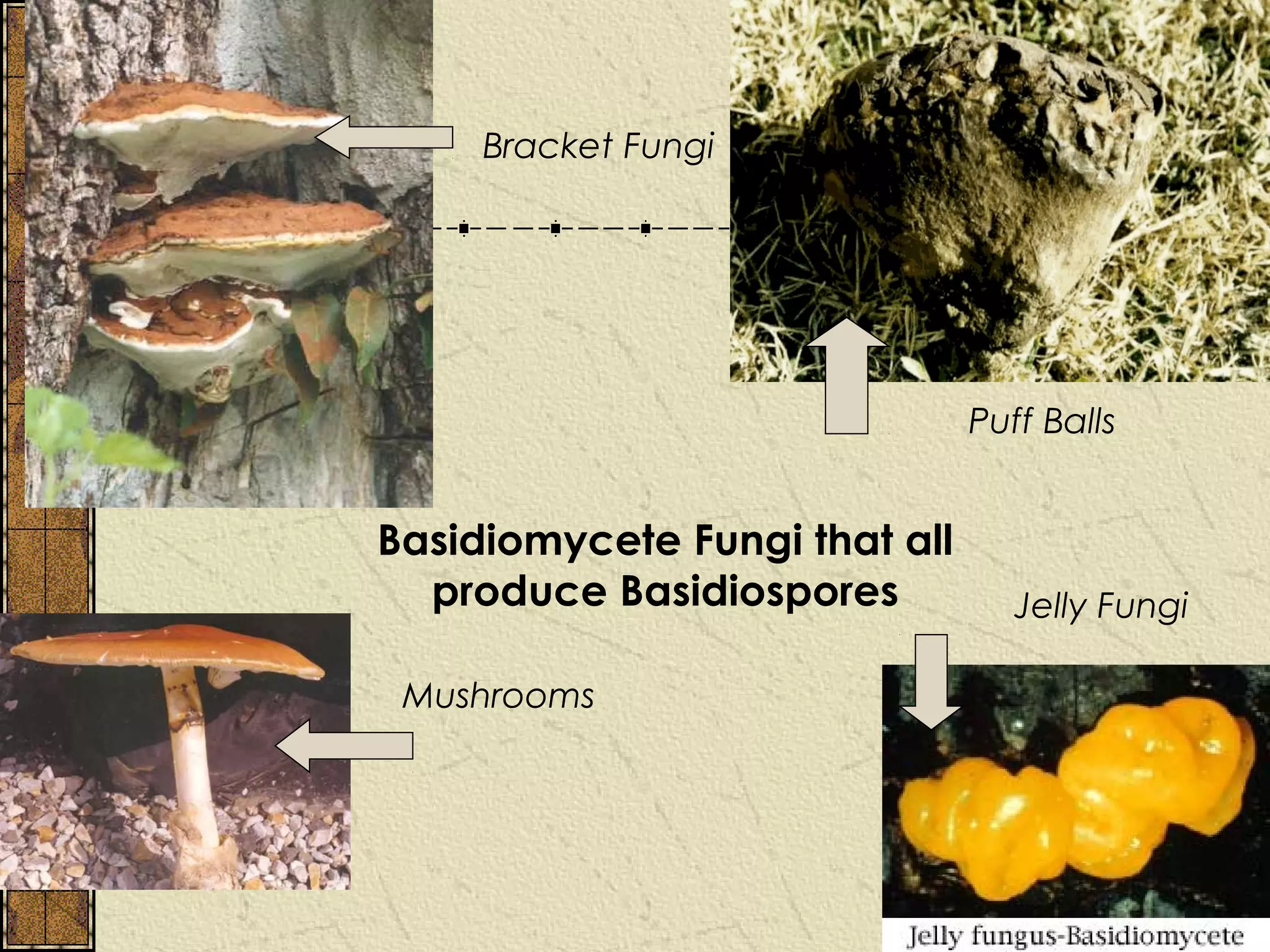 Chap 3 fungal reproduction | PPT