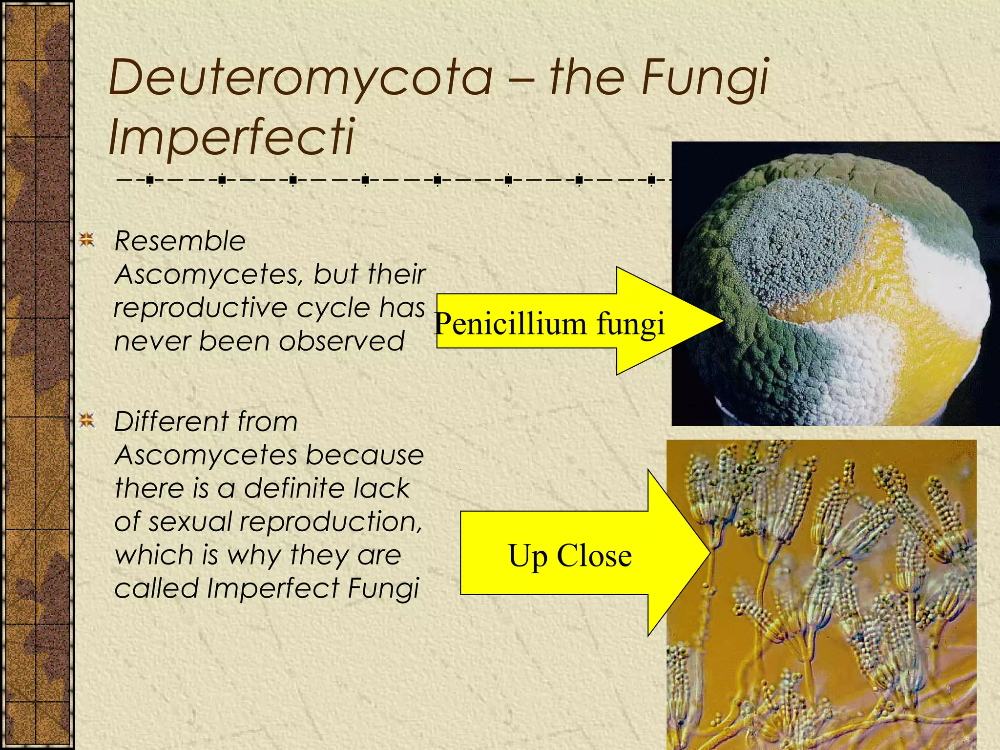 Chap 3 fungal reproduction | PPT