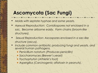 Chap 3 fungal reproduction | PPT
