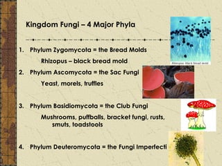 Chap 3 fungal reproduction | PPT