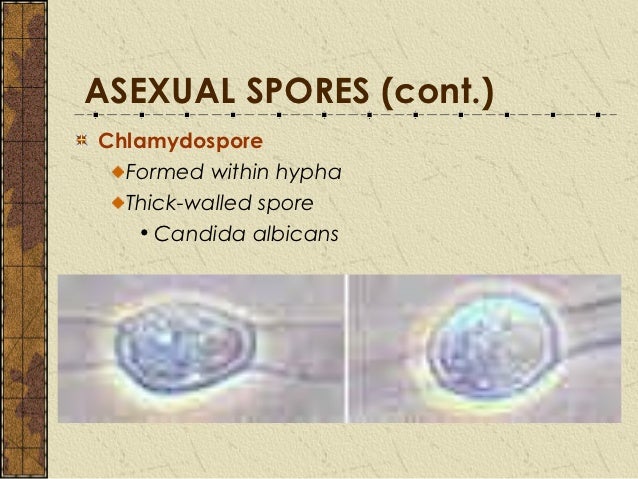 Chap 3 fungal reproduction