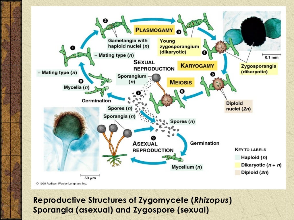 Fungi Definition Types Characteristics Reproduction