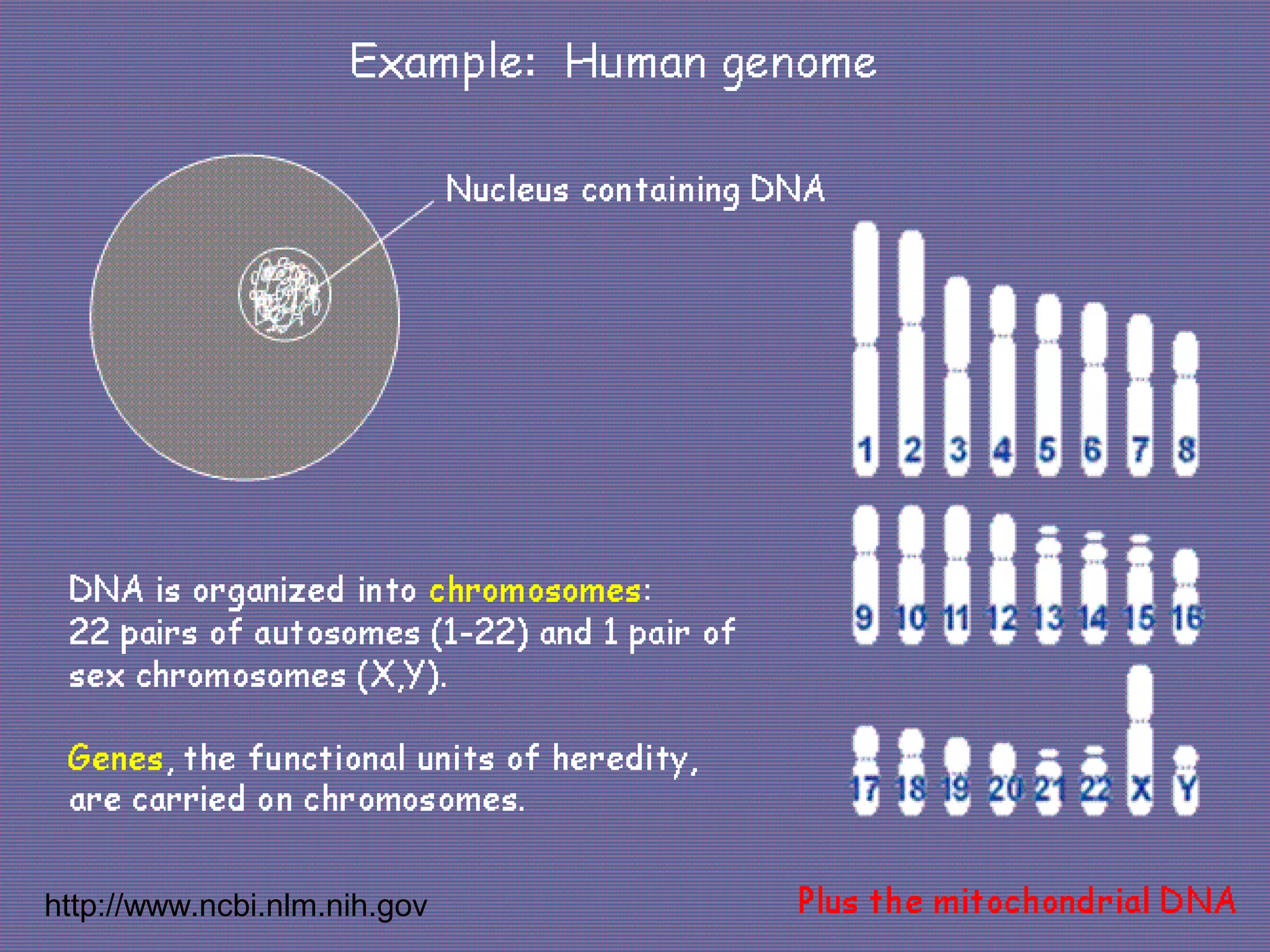 Chap 3 sc f4 dna chromosomes genes | PPT