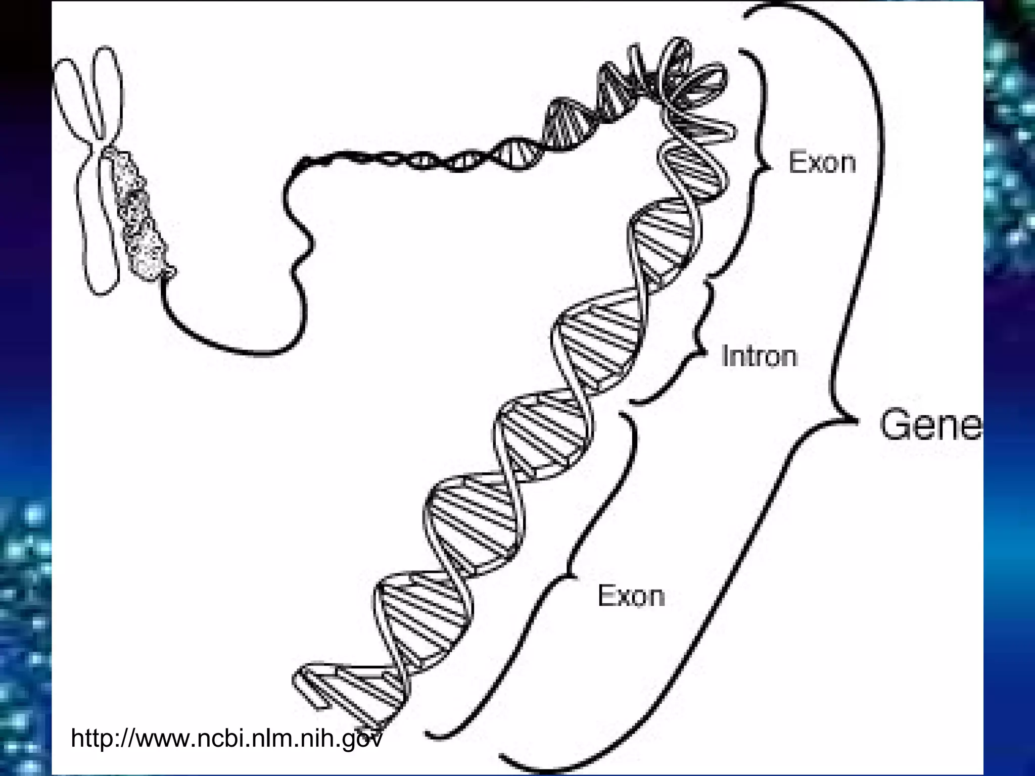 Chap 3 sc f4 dna chromosomes genes | PPT