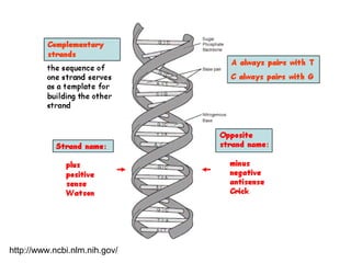 Chap 3 sc f4 dna chromosomes genes | PPT