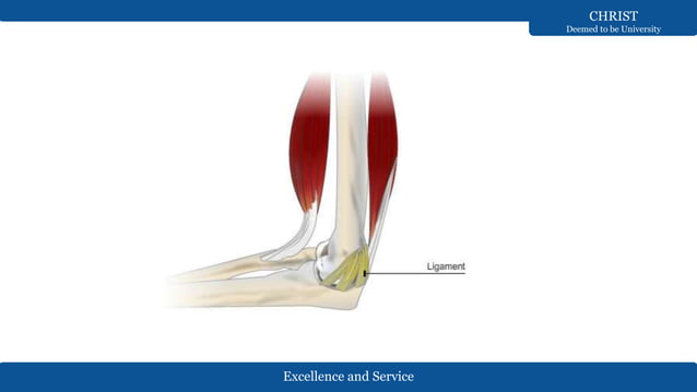 Chap 4 biomechanics of ligaments | PPTX | Bone and Joint Conditions ...