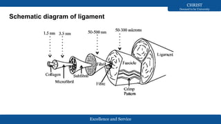 Chap 4 biomechanics of ligaments | PPTX