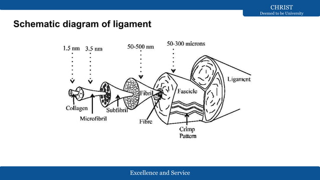 Chap 4 biomechanics of ligaments | PPTX | Bone and Joint Conditions ...