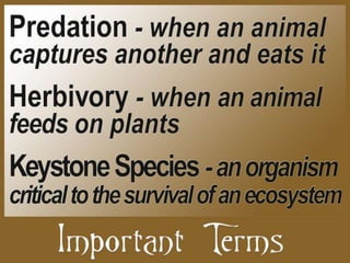 M&L Biology Chap 4 Ecosystems & Communities | PPTX