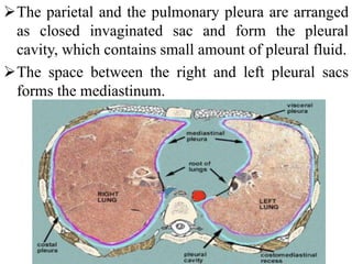 Chap 5- celomic Cavity and Serous Membrane.pdf