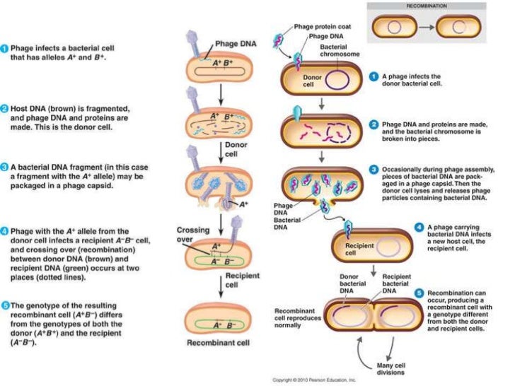 MIC150 - Chap 5 Gene Transfer