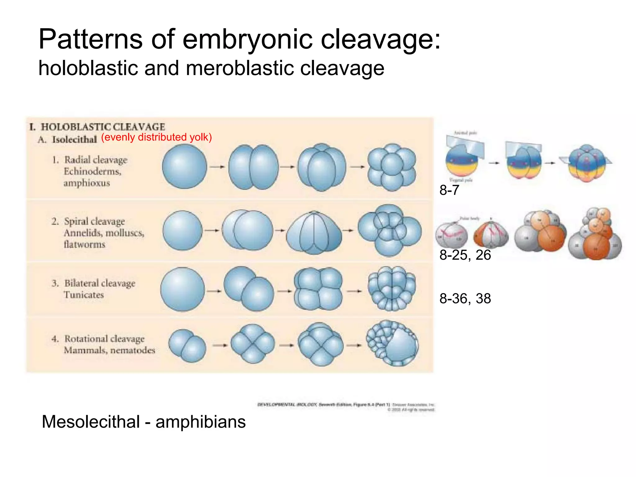 Chap 5 Cleavage.pptx