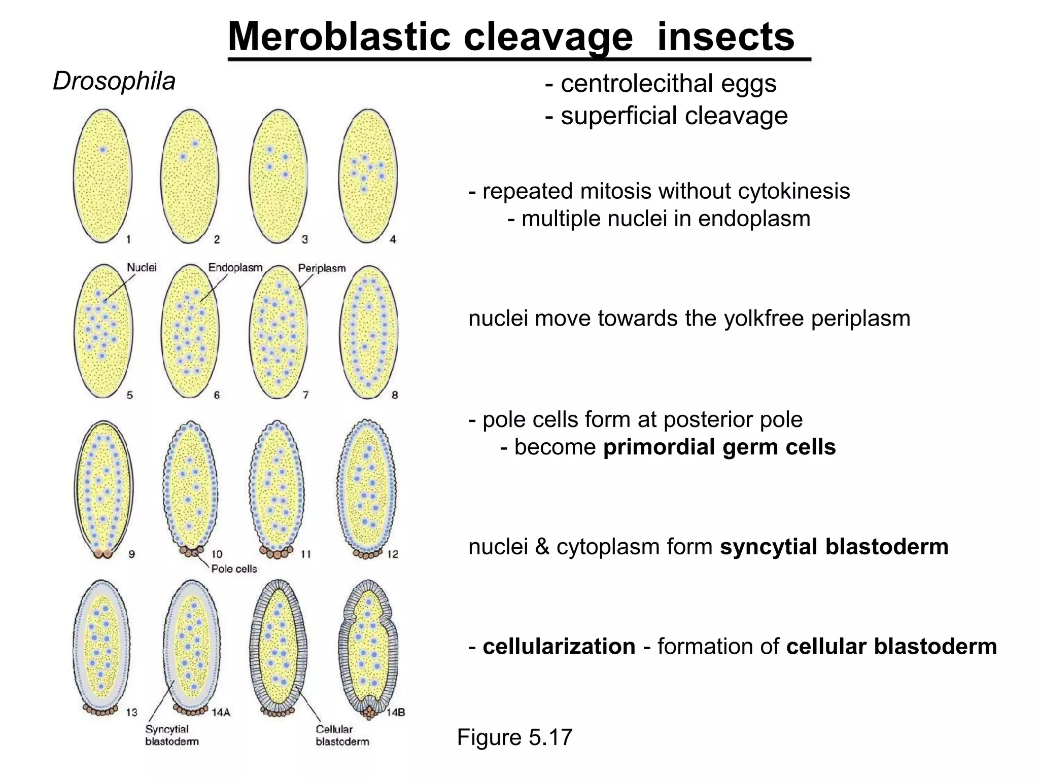 Chap 5 Cleavage.pptx