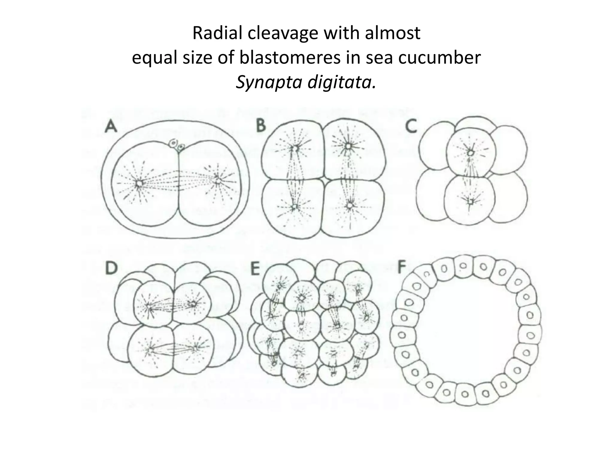 Chap 5 Cleavage.pptx