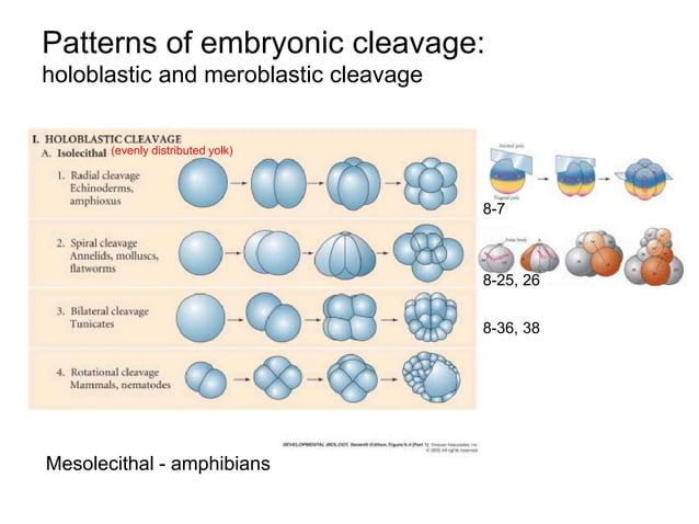 Chap 5 Cleavage.pptx | Biological Sciences | Science